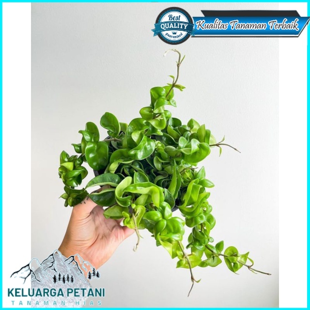 Jual tanaman hias - tanaman hoya compacta - tanaman gantung hoya ... Jual tanaman hias - tanaman hoya compacta - tanaman gantung hoya ...