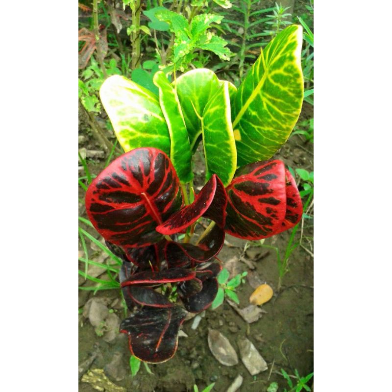 Jual Puring Apel Centong | Shopee Indonesia
