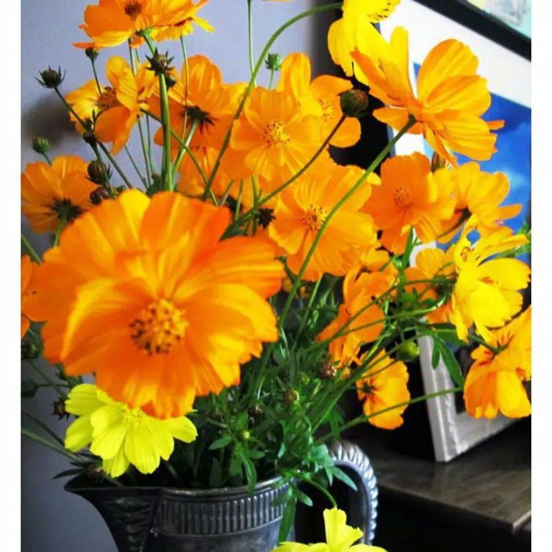 Jual Benih Bunga Kenikir Cosmos Kuning Orange Putih | Shopee Indonesia