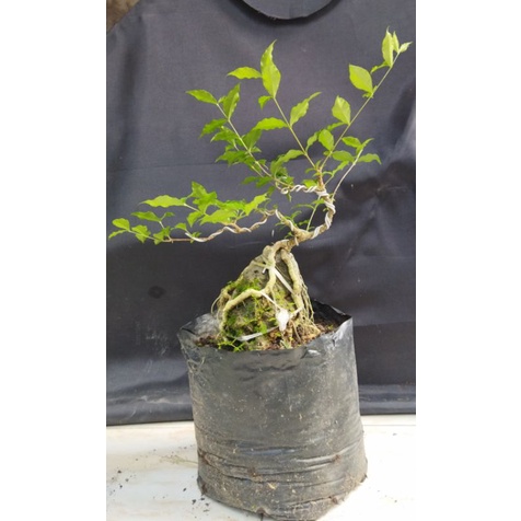 Jual bonsai sakura micro | Shopee Indonesia