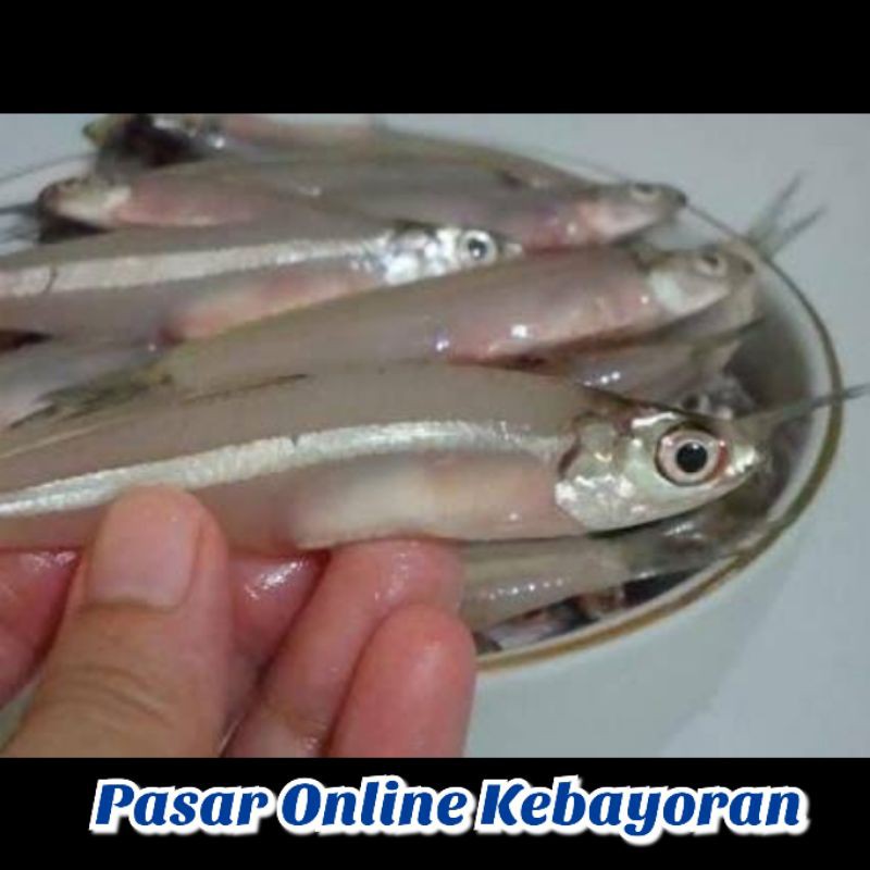 Jual Ikan Teri Basah Segar - 500 Gram ( JABODETABEK ) | Shopee Indonesia