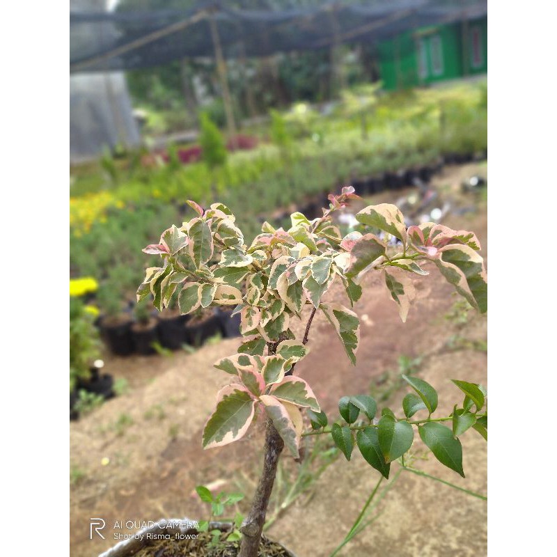 Jual Pohon Bougenville Varigata Bunga 2 Warna Tanaman Hias Shopee
