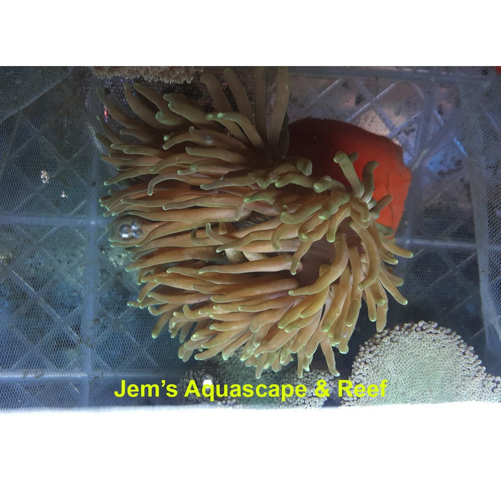 Jual Anemon Model (Long Tentacle Anemone) | Shopee Indonesia