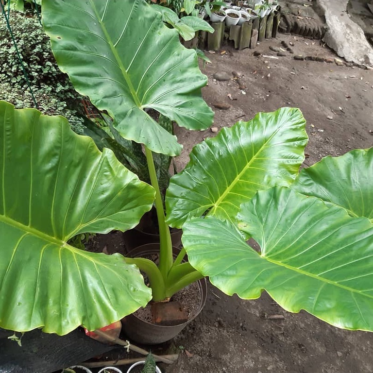 Jual Tanaman Sente Hijau/Bibit Tanaman Sente Hijau | Shopee Indonesia