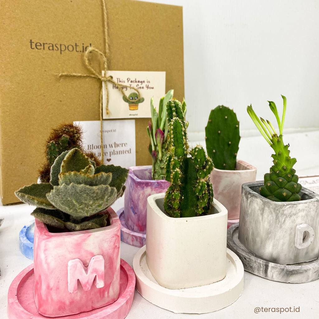 Jual Hadiah Pot Kaktus Sukulen Paket Planting Kit - Custom Inisial dan ...