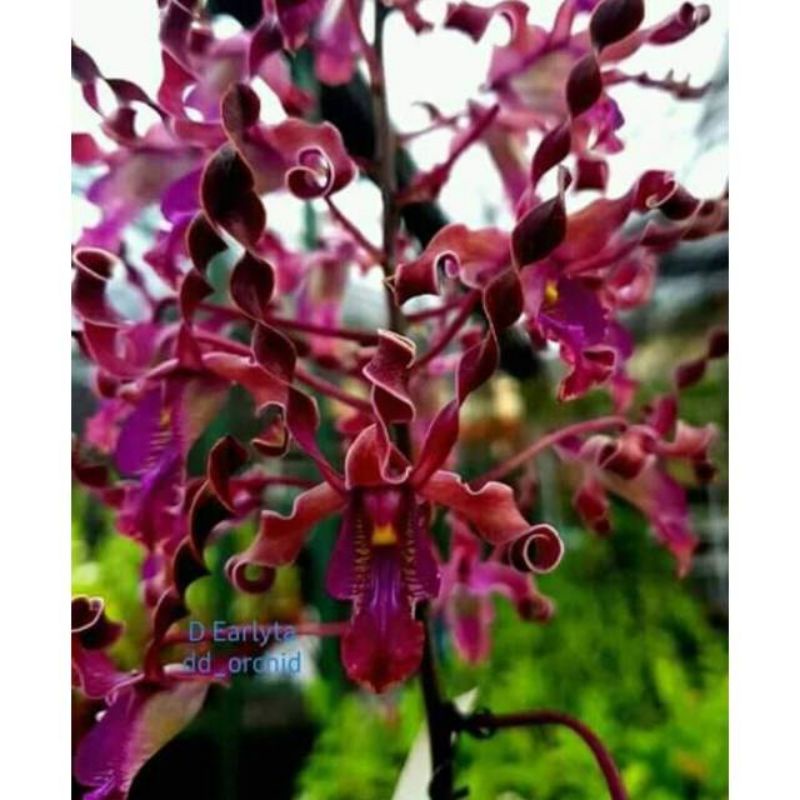 Jual Bunga anggrek dendrobium keriting melintir hybrid earlyta seedling ...