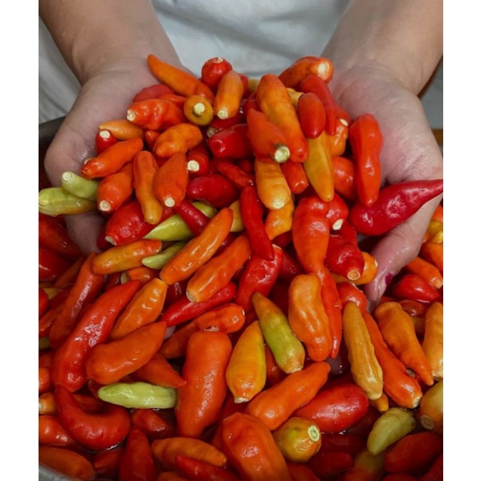 Jual CABE RAWIT MERAH LOKAL FRESH (1KG) | Shopee Indonesia