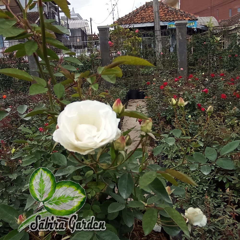 Jual Mawar baby rambat putih -TANAMAN HIDUP | Shopee Indonesia