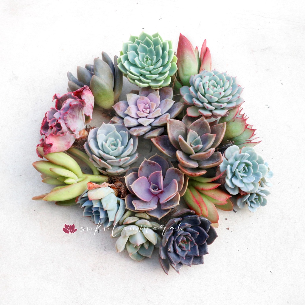 Jual PILIH Kaktus Sukulen gratis POT Sekulen skulen makan echeveria ...