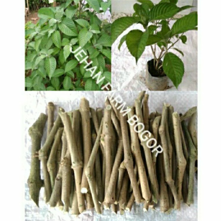 Jual STEK TRICHANTERA GIGANTEA PAKAN TERNAK MURAH | Shopee Indonesia