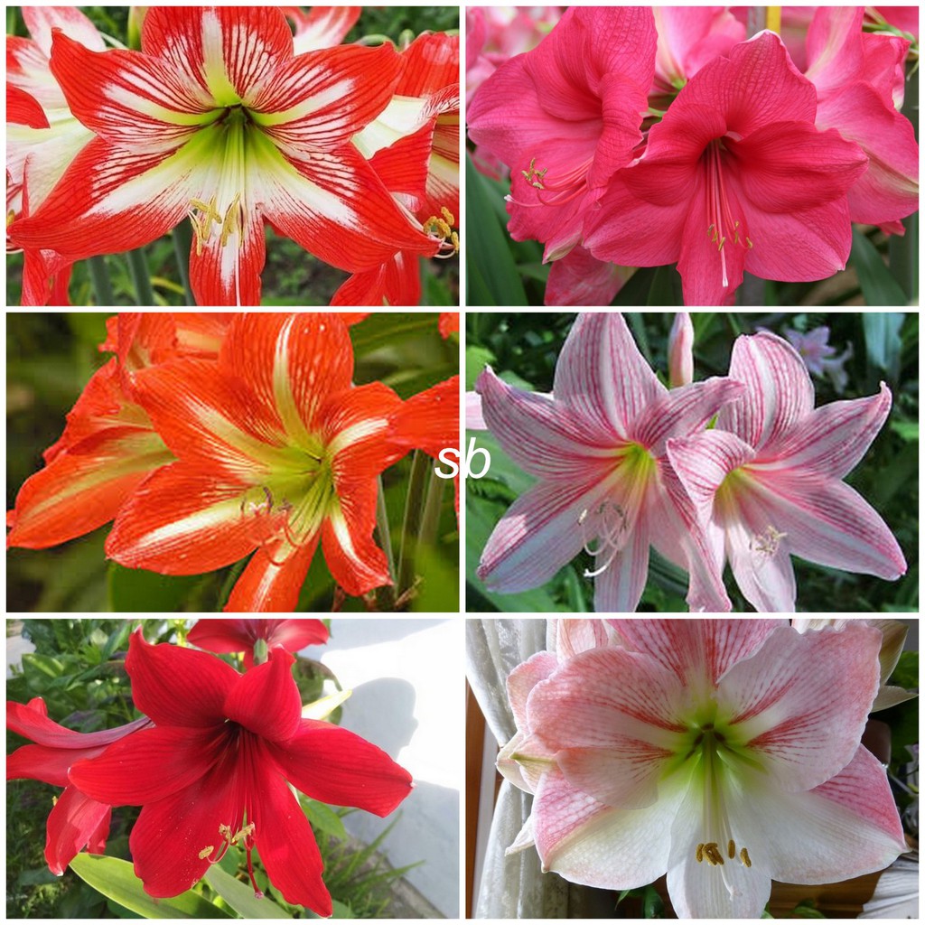 Jual Paket Umbi Amarilys (Amarylis sp)Mix 10 Umbi 100Rb | Shopee Indonesia