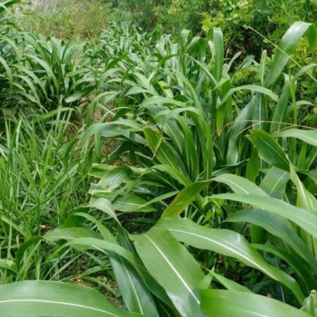 Jual Bibit stek rumput Guatemala | Shopee Indonesia Jual Bibit stek rumput Guatemala | Shopee Indonesia