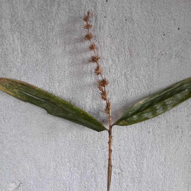 Jual Bunga bambu keberuntungan | Shopee Indonesia