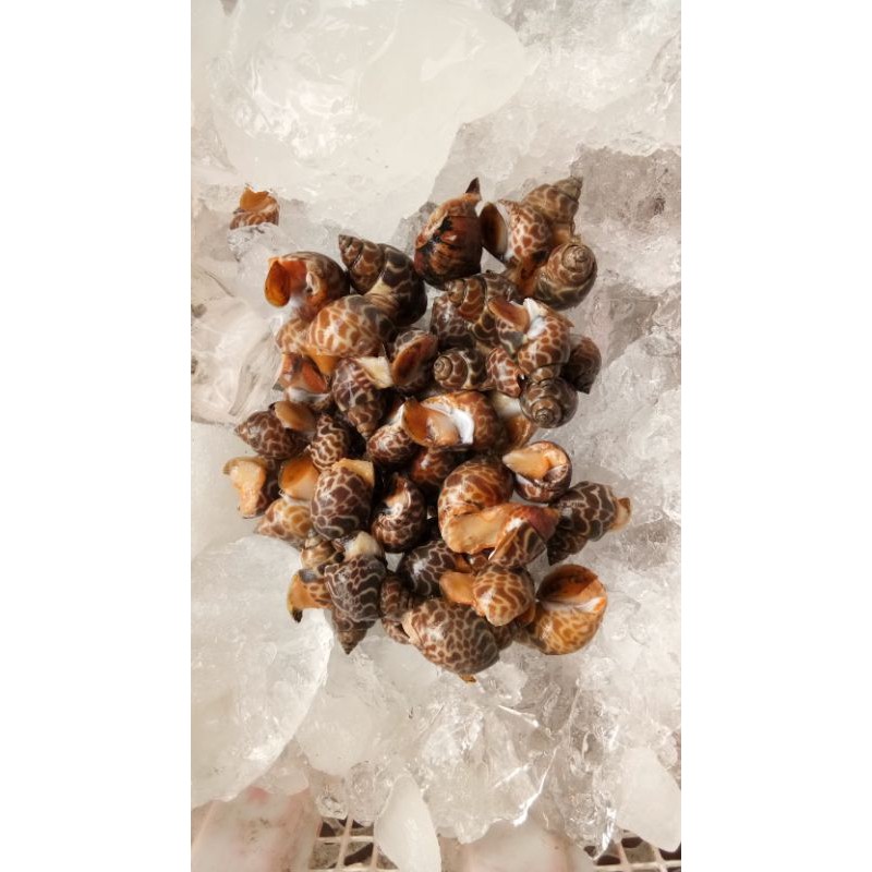 Jual Kerang Macan Fresh | Shopee Indonesia