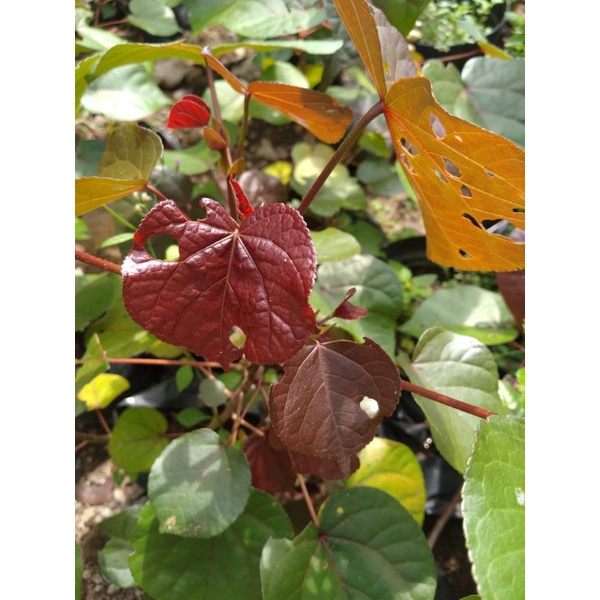 Jual bonsai waru merah/bibit/tanaman hidup | Shopee Indonesia