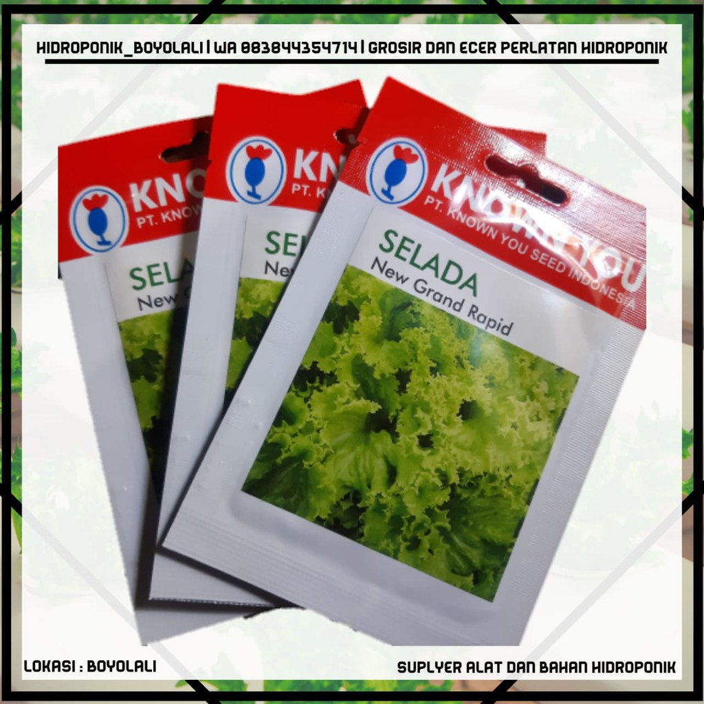 Jual BENIH SELADA GREEN RAPID KEMASAN 5GR KNOWN YOU SEED | Shopee Indonesia
