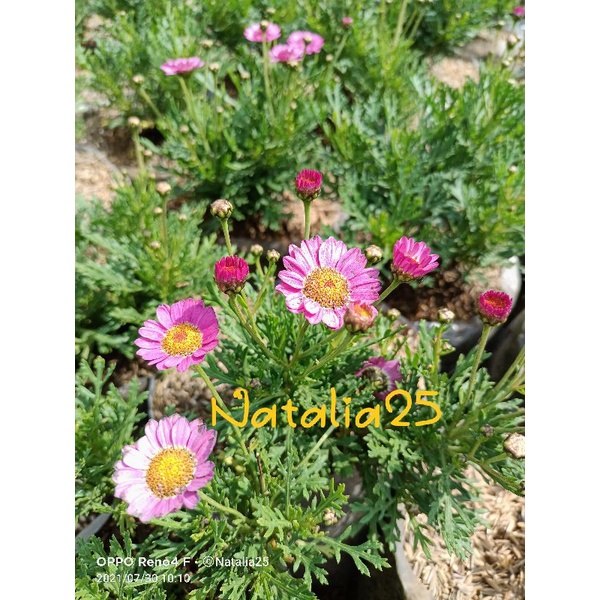 Jual Bunga Hidup Daisy Pink Outdoor | Shopee Indonesia