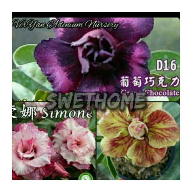 Jual PAKET 3 TANAMAN HIAS ADENIUM BUNGA TUMPUK (grapechocolate)(Simone ...