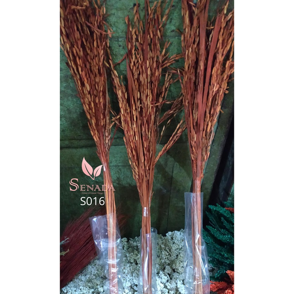 Jual Bunga padi kering / 1 ikat (-+ 20 tangkai) | Shopee Indonesia