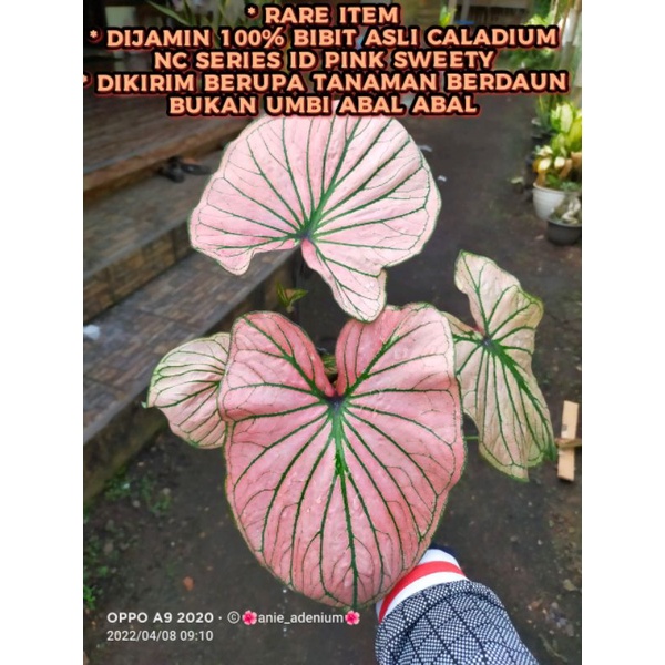 Jual keladi/Caladium daun ganda pink sweety/bunga hias caladium ...