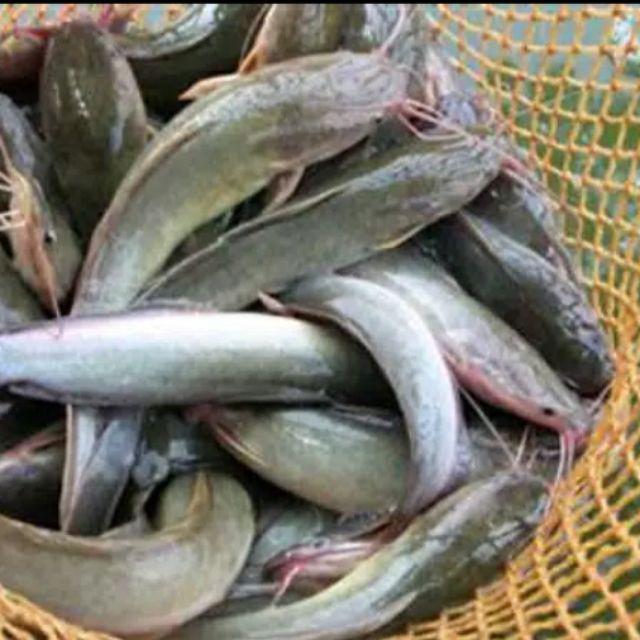 Jual Ikan Patin / Nila Merah / Mas / Lele / Mujaer / Bawal / Gurame ...