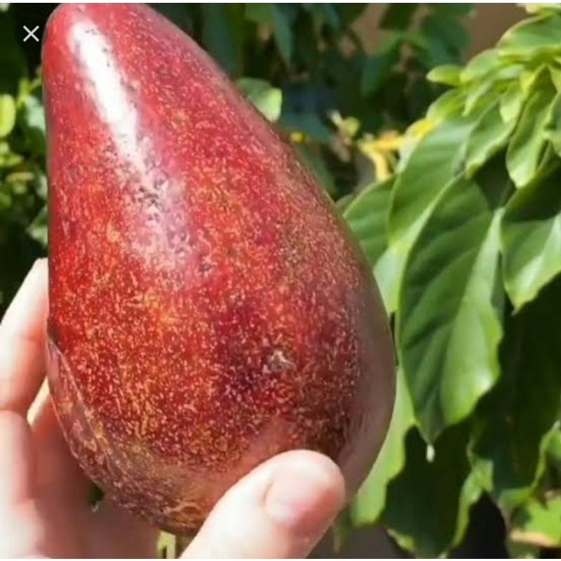 Jual Bibit Alpukat Red Vietnam / Alpukat Merah Sambung Asli | Shopee ...