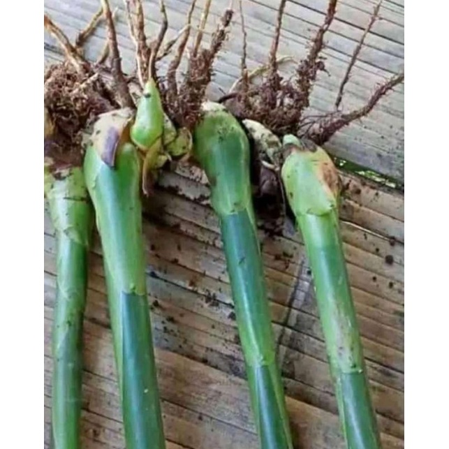 Jual Pohon honje bunga kecombrang merah dan hijau cabutan | Shopee ...