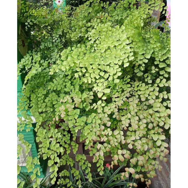 Jual tanaman hias suplir | Shopee Indonesia