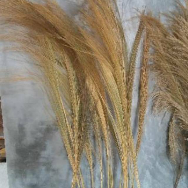 Jual 15 btg Bunga rayung kering,dried grass pampas lokas | Shopee Indonesia