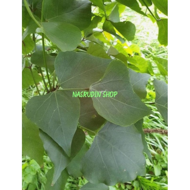 Jual DAUN DADAP SEGAR LANGSUNG PETIK / ERYTHRINA VARIEGATA | Shopee ...