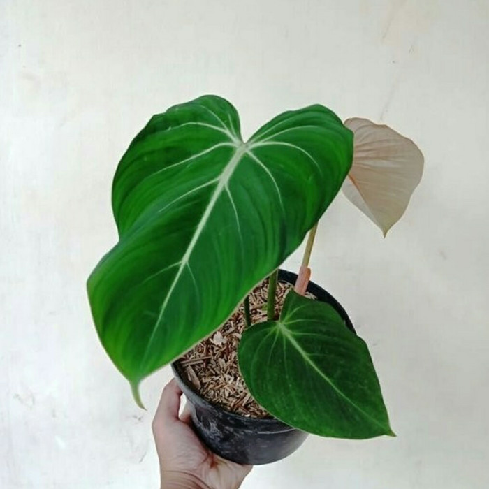 Jual Tanaman hias philodendron gloriosum - Philo gloriosum | Shopee ...