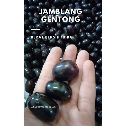 Jual GROSIR BUAH JAMBLANG 1 PETI KWALITAS TERBAIK BUAH HITAM-HITAM RASA ...