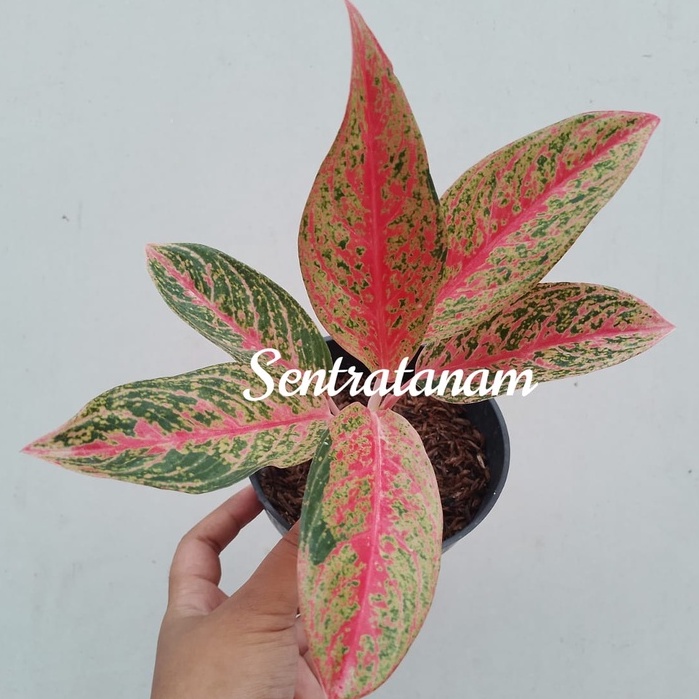 Jual Tanaman Hias Koleksi Aglonema Ariana/Tanaman Teduh/Tanaman Hias ... Jual Tanaman Hias Koleksi Aglonema Ariana/Tanaman Teduh/Tanaman Hias ...