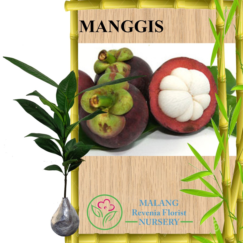Jual Tanaman Manggis (Tinggi 40-60 cm) | Shopee Indonesia