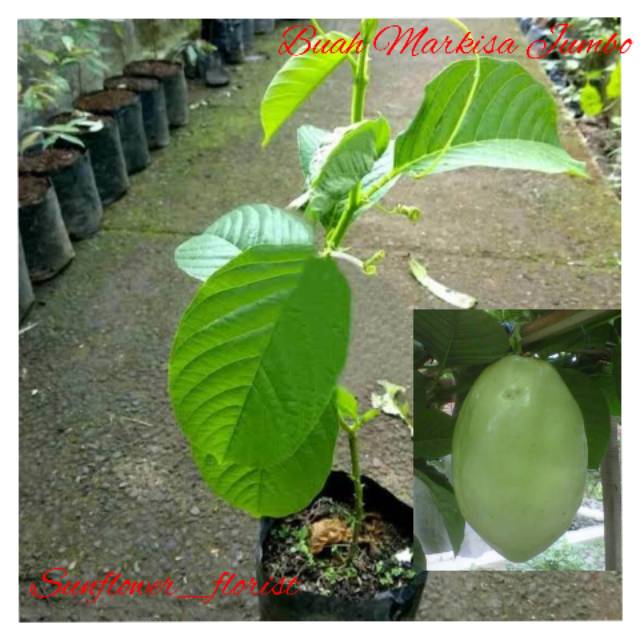 Jual Bibit Buah Markisa Jumbo | Shopee Indonesia