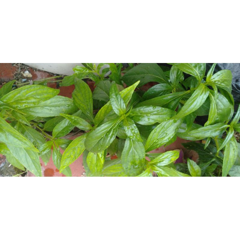 Jual Tanaman Obat Sambiroto KiOray minim order 4 pohon | Shopee Indonesia