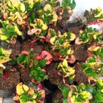 Jual TANAMAN HIAS PURING APEL | Shopee Indonesia