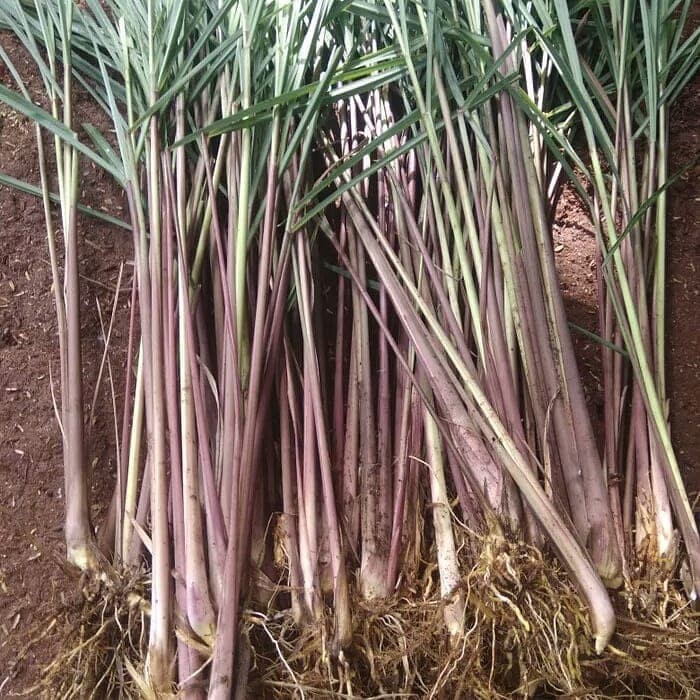 Jual Bibit Sereh Merah Sereh UrutTanaman Obat Serai Wangi Merah Sereh ...