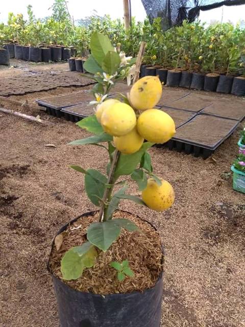 Jual Bibit Jeruk Lemon Jumbo Super | Shopee Indonesia