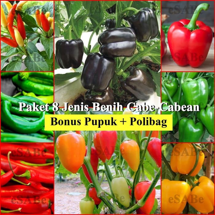 Jual Bibit Benih Paket Cabe Cabean 8 Jenis Cabai Hidroponik Konvensional bt2419 | Shopee Indonesia