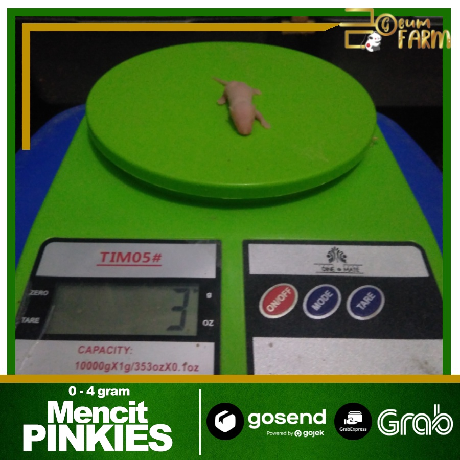 Jual Mencit PINKIES Tikus Putih Pakan Reptil (0 - 4 gram) | Shopee ...