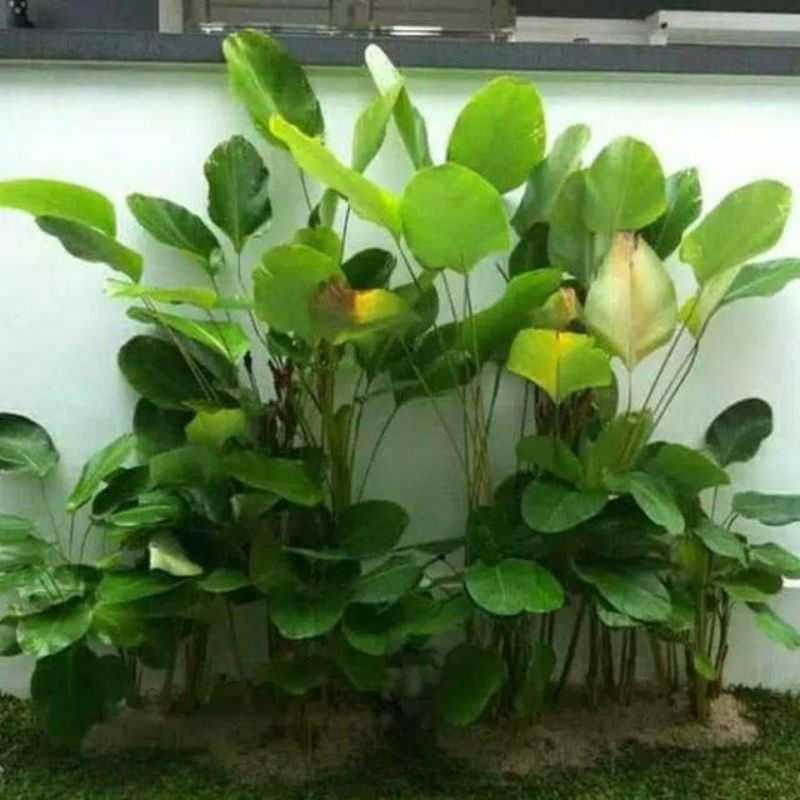 Jual tanaman hias pisang Calathea tinggi 1.5 meter | Shopee Indonesia