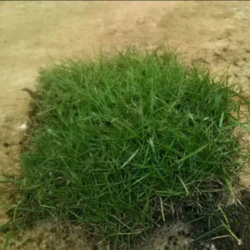 Jual 0RUMPUT JEPANG/RUMPUT PEKING 30 CMX30 CM | Shopee Indonesia