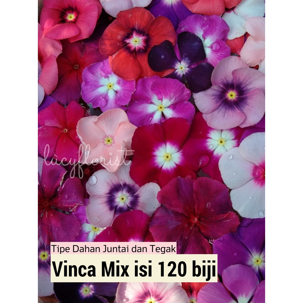Jual VINCA MIX WARNA / VINCA EXOTIC / BUNGA VINCA | Shopee Indonesia
