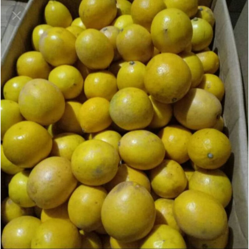 Jual Lemon California 2kg (saat ini READY YANG HIJAU) | Shopee Indonesia