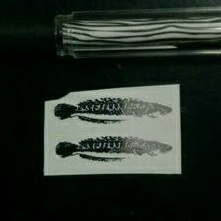 Jual stiker water slide decal ikan toman borneo eceran | Shopee Indonesia