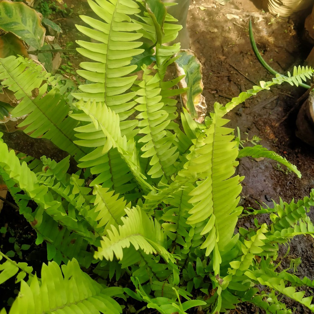 Jual Bunga / Tanaman Hias Pakis Rambat cocok untuk hiasan rumah taman ...