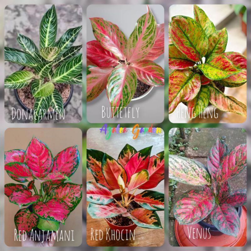 Jual Aglonema Paket 6 jenis daun rimbun 56789 | Shopee Indonesia