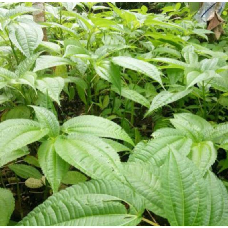 Jual DAUN POHPOHAN,POPOHAN per 500g | Shopee Indonesia
