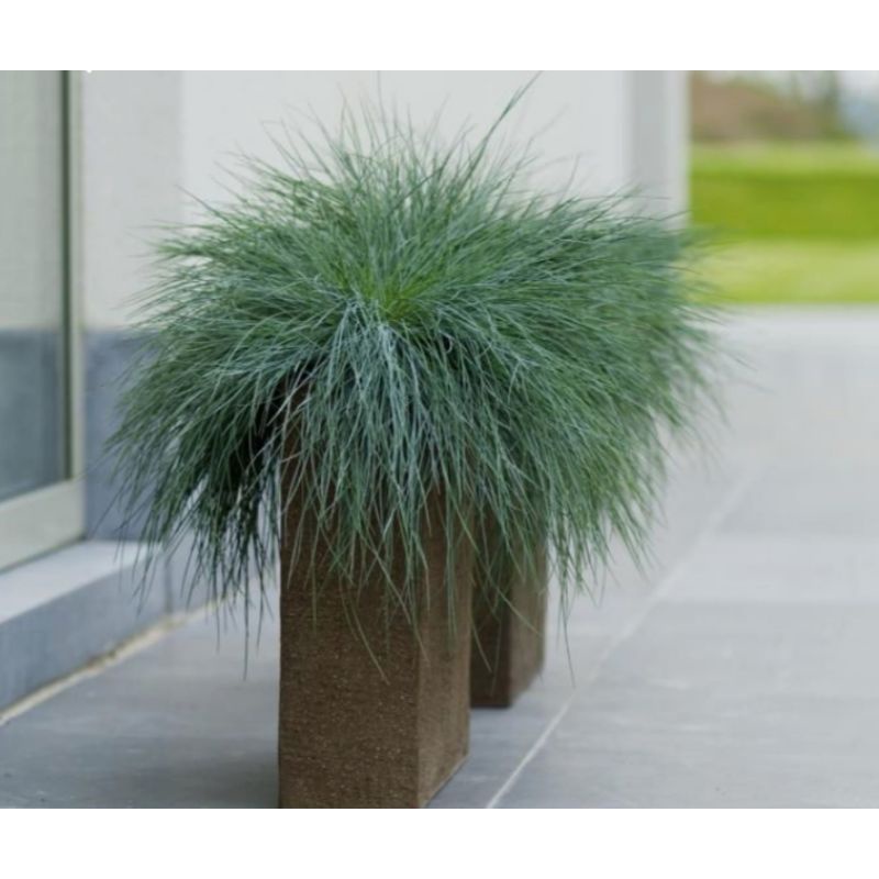 Jual Tanaman Rumput Biru | Shopee Indonesia